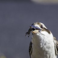 Australia Zoo | Focus on Photography Forum