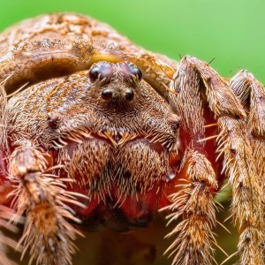 Canon EOS 5D Mark III - IMG_2356 Crop 1600.jpg | Focus on Photography Forum