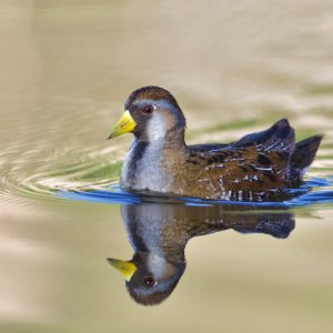 Sora Rail for FoP 1500pxHI - 1.jpeg | Focus on Photography Forum